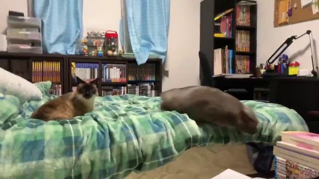 Землетрясение  в Японии