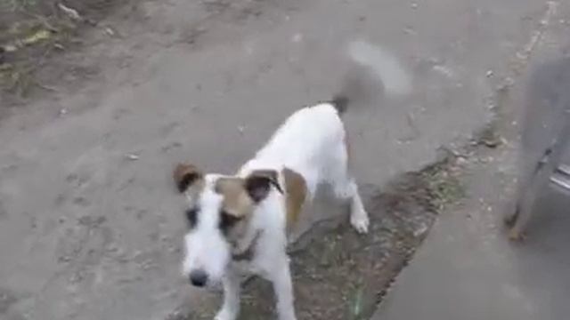 Фокстерьер гладкошерстный (Молодой кобель нашего питомника на вязку)