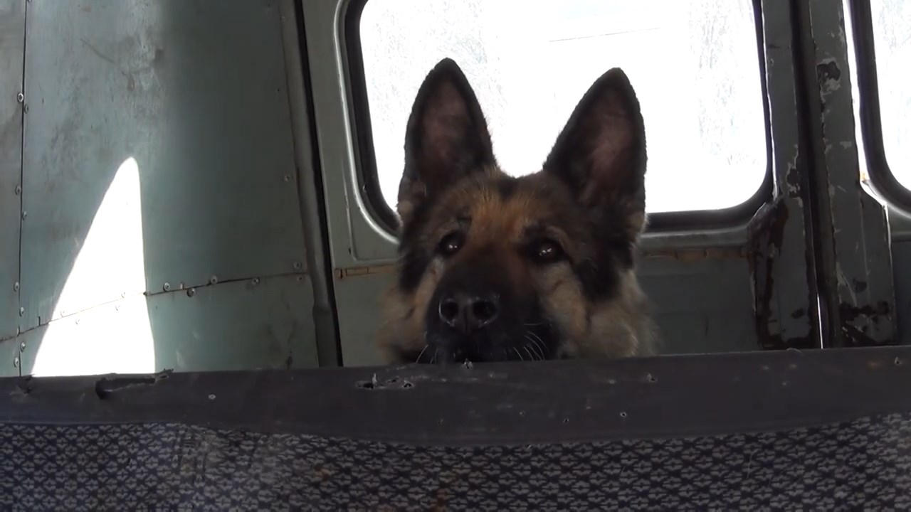 Служебная собака нашла похищенные квадроциклы