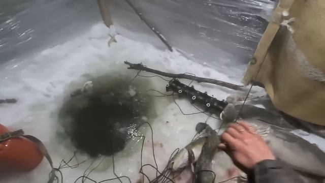 Проверка перемета на налима. С наживкой в виде ерша, все поменялось😉