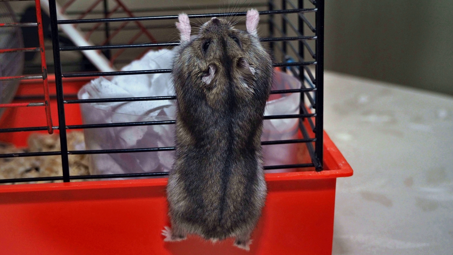 Машенька хочет домой. 2022.01.19. .mov