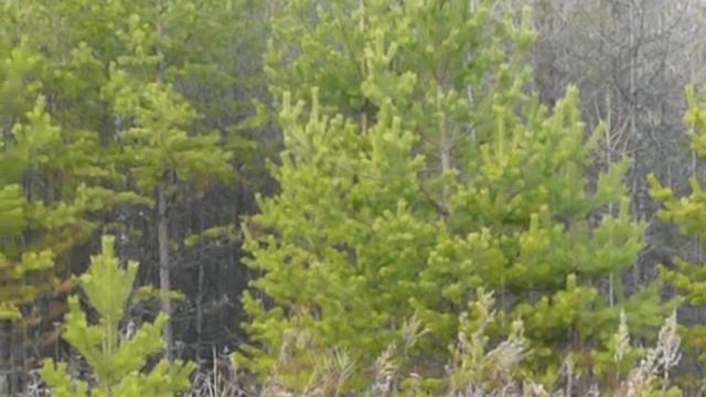 Ориентирование в кризисной ситуации. По электролинии 2