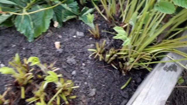 Обрезка клубники