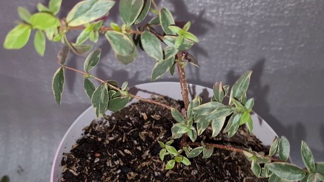 Вариегатный мелколист. 6