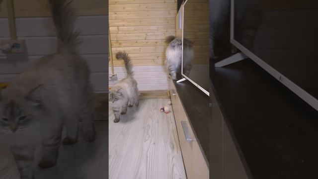 К нам в гости приехала Сьюзи? / питомник "Маскарадный вальс"