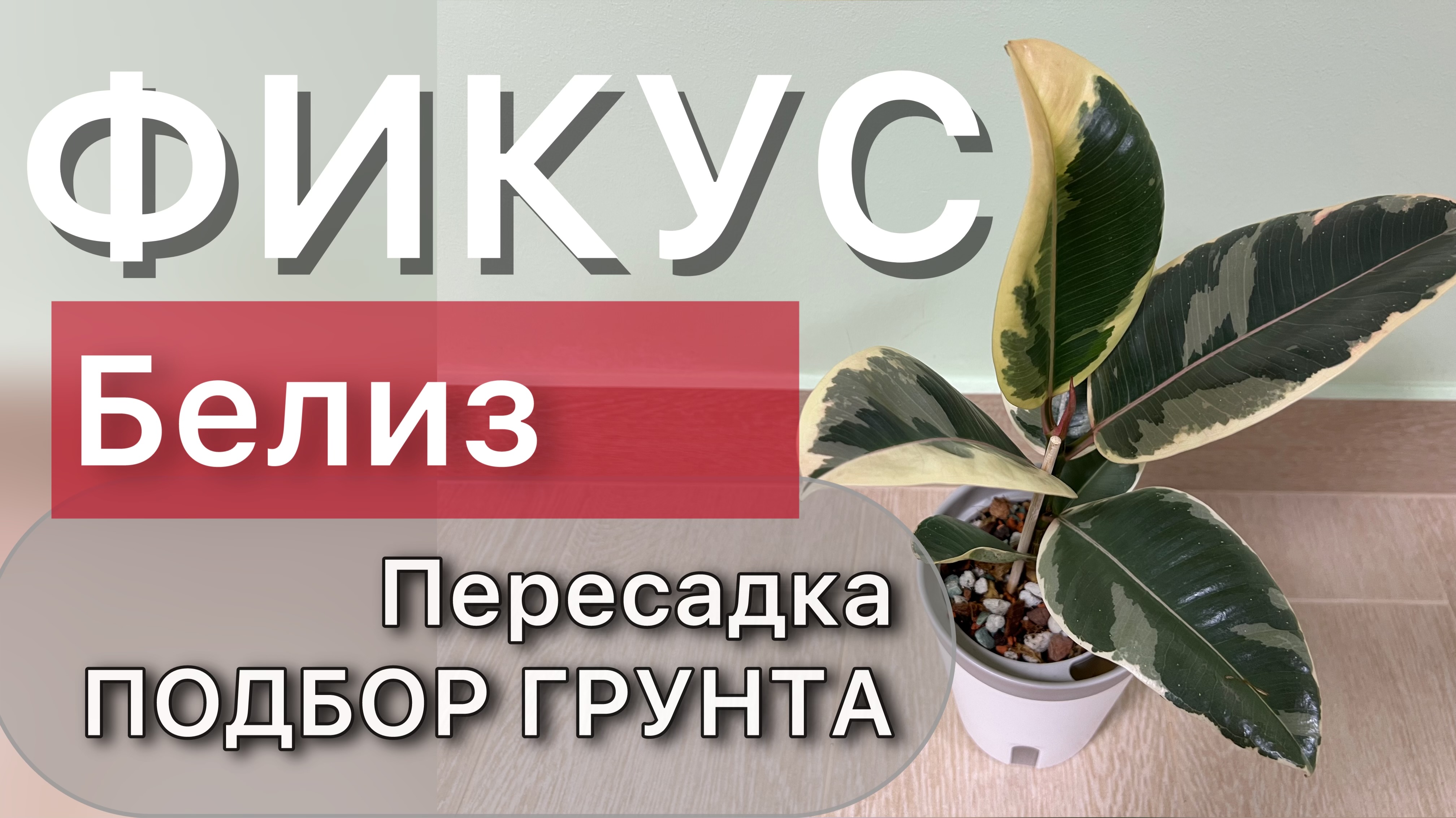 Пересадка Фикуса из торфа с полной очисткой корней. На фитиль. Подбор нового грунта Дневник садовода