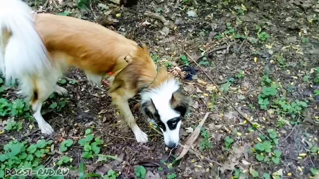 Отдых и развлечения в тени. Прогулка с Шулей 30.06.2021