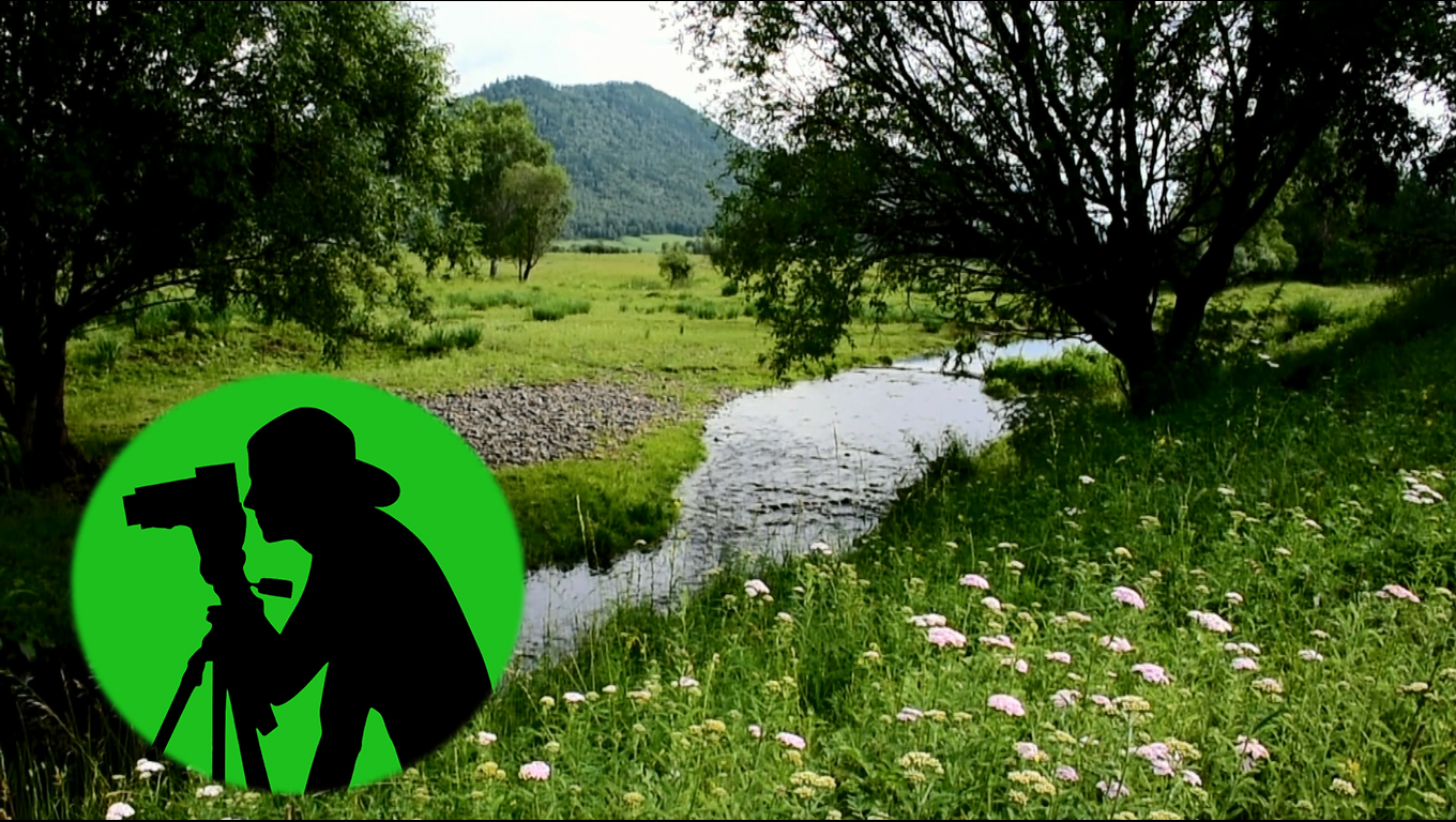 Птицы поют на берегу ручья для вашего отдыха, крепкого сна и лечения депрессии