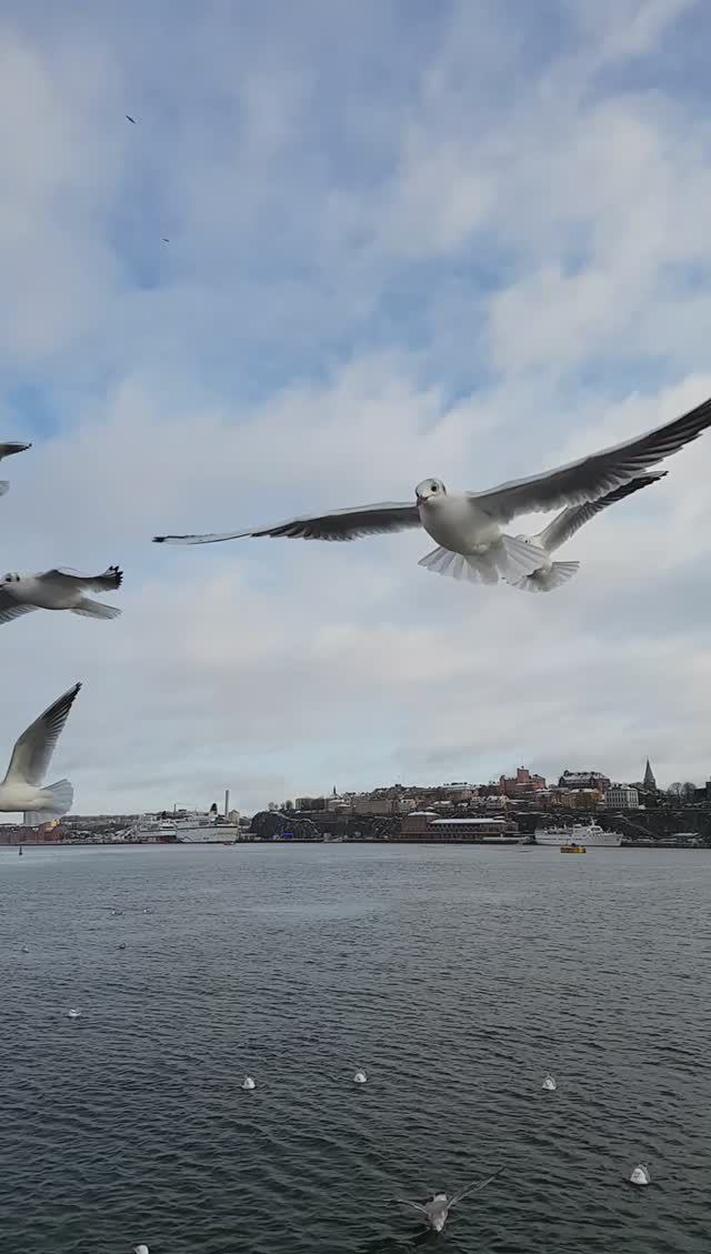 Кормлю чаек на набережной Стокгольма