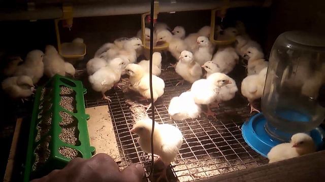 Адлерская Серебристая вывели цыплят, есть вопросы. Не все так гладко