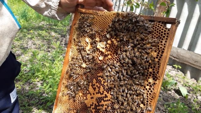 самый простой отводок выход матки из маточника.удачный кадр.