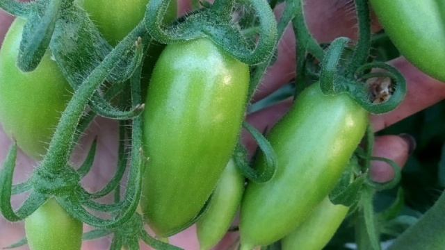 Полезные советы томаты ,помидоры