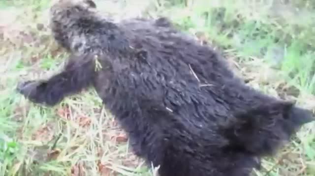 Бешеный лось! Трофейный медведь!