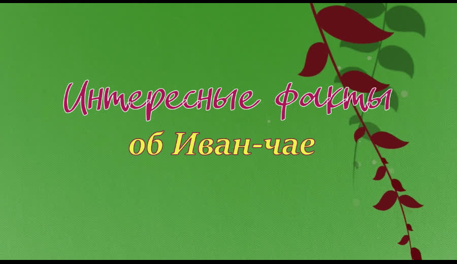 Иван-чай: удивительные целебные свойства.