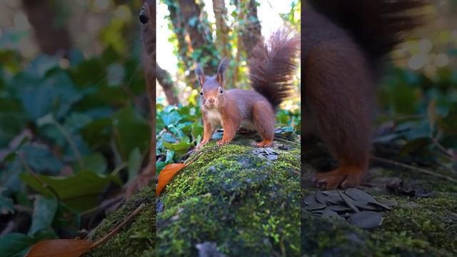 белочка на природе