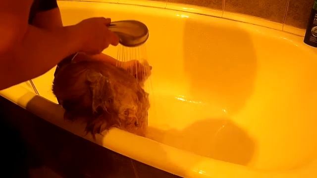 КАК МЫТЬ СОБАКУ_ _КУПАНИЕ ПЕКИНЕСА_