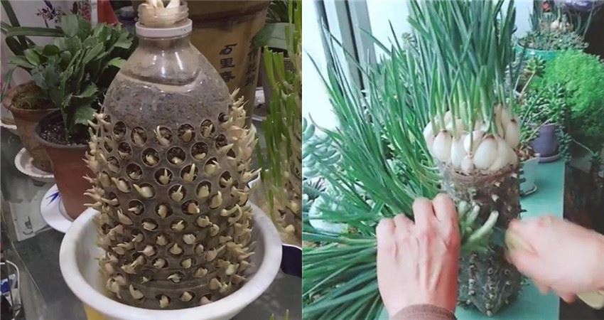 Хочешь быть здоровым, сажай чеснок в квартире или на земле