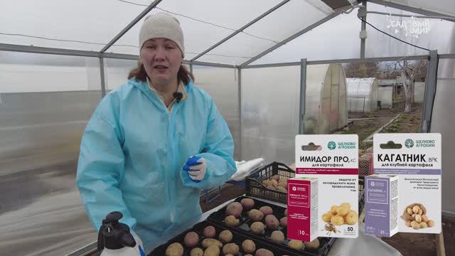 Протравитель + природный антисептик для картофеля