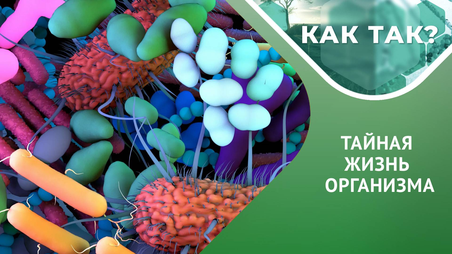 Микробиом человека: как наши бактерии влияют на нас? Что подарили ежи человеку? / "КАК ТАК?"Выпуск 5