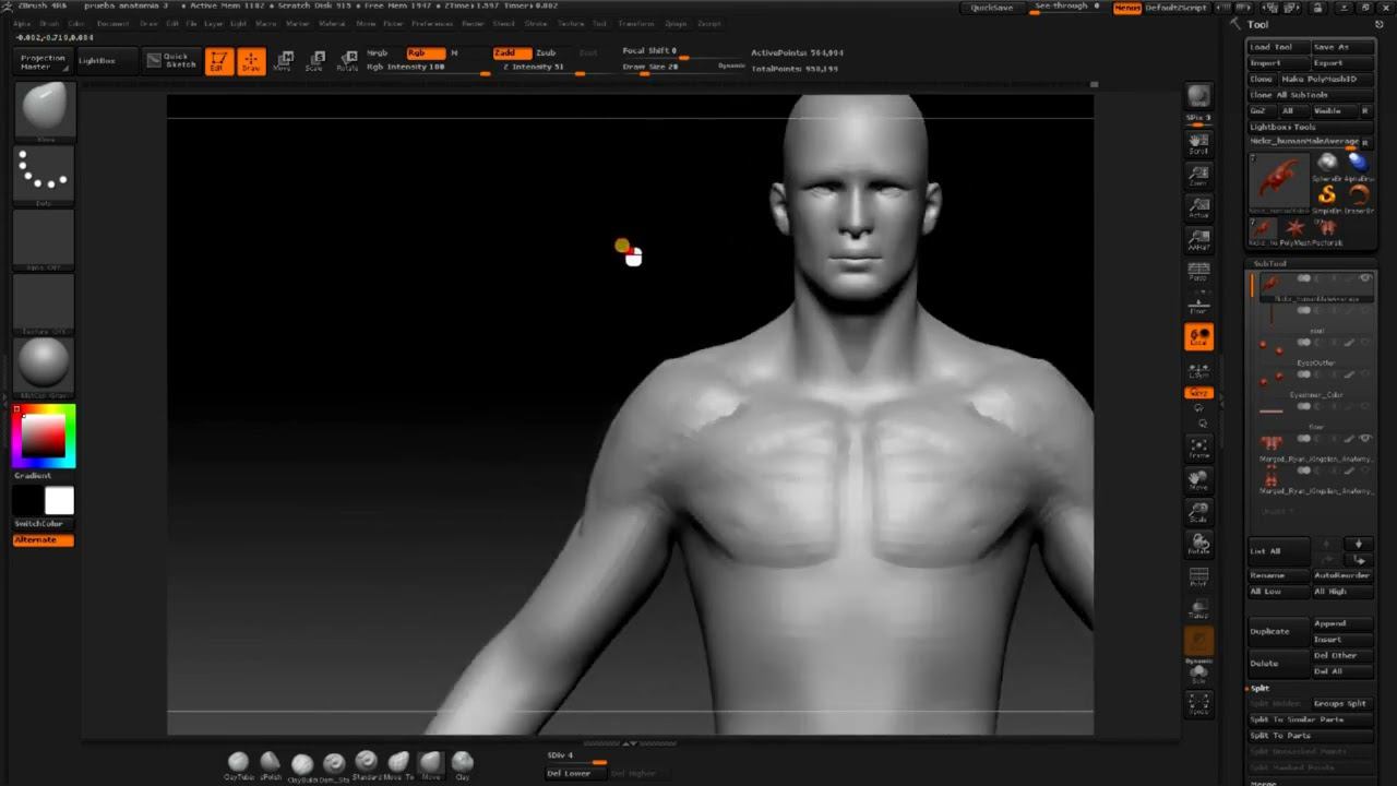 Anat Vol 01 10  Deltoid 2 2