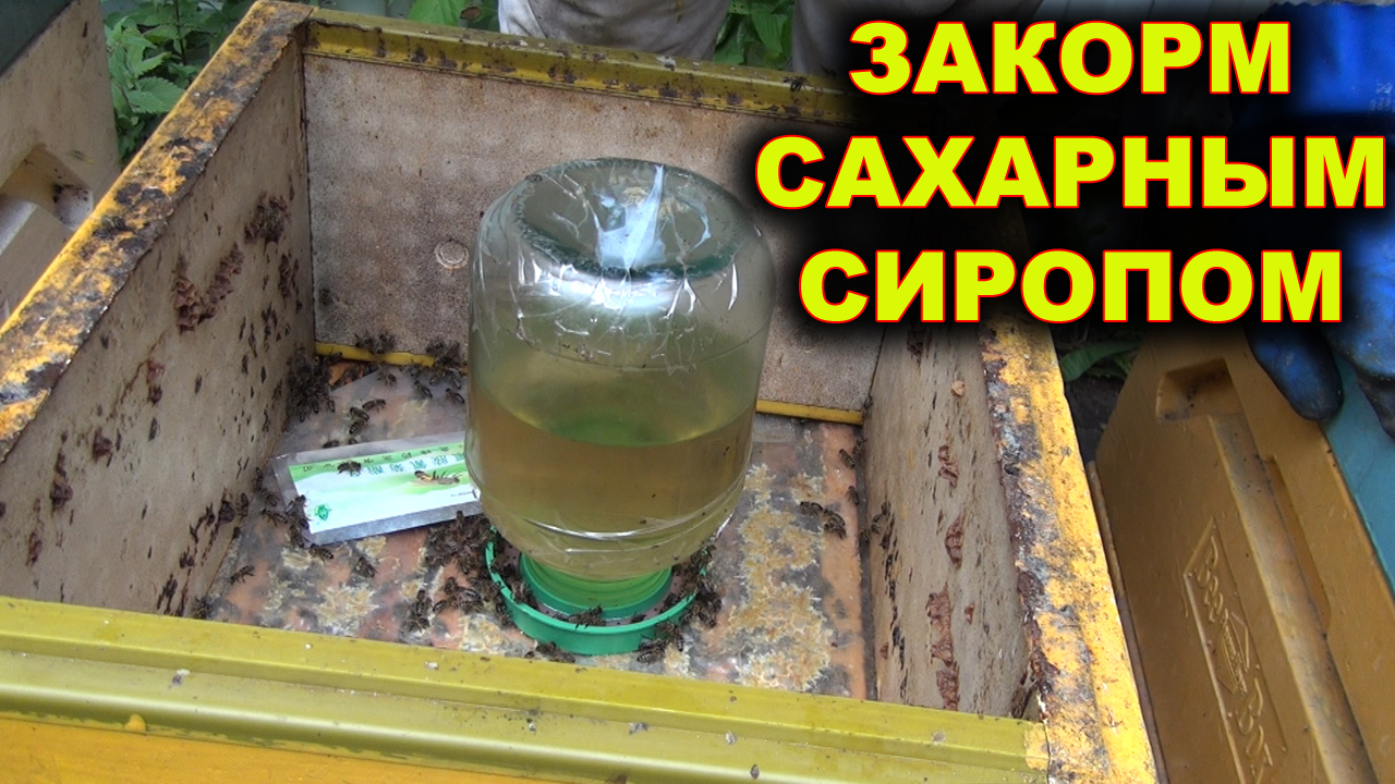 Закорм в зиму сахарным сиропом.
