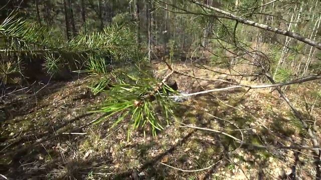 Большая Сосновая экотропа Пермь (1)10 мая 2019г