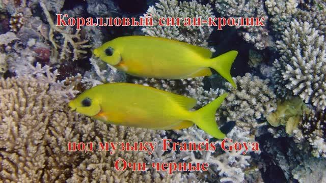 13. Коралловый сиган (рыба-кролик) под музыку Francis Goya Очи черные HD