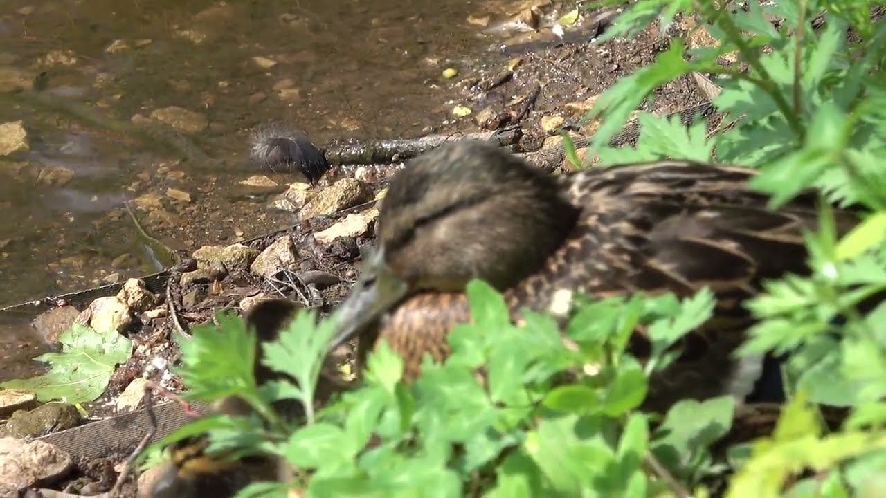 Утята  (Самара -14.05.2023)