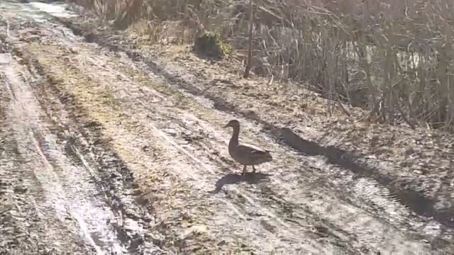 Утки резко на взлёт и улёт в даль голубую.