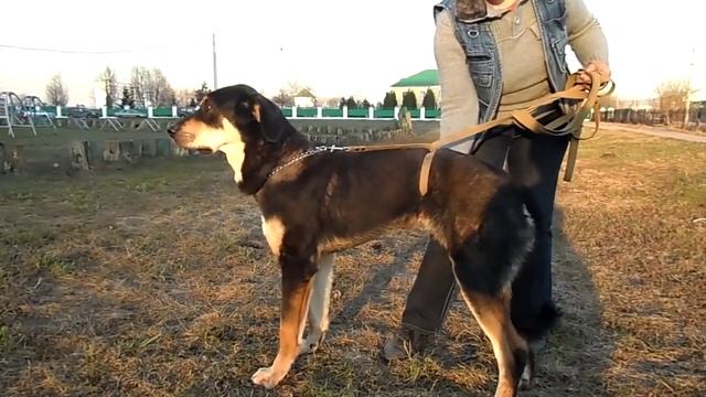 Фиксация собаки для обеспечения безопасности