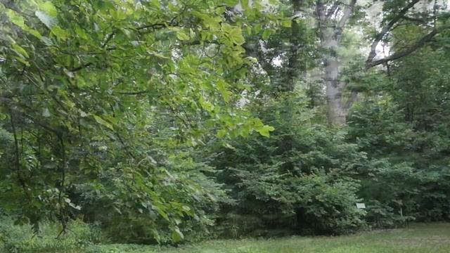 Деревья-патриархи ветераны московских парков