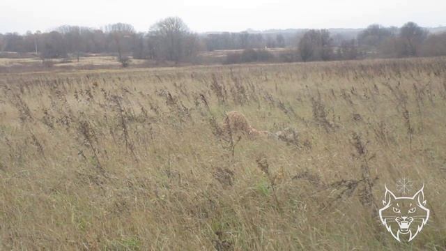 Маскировка снайпера