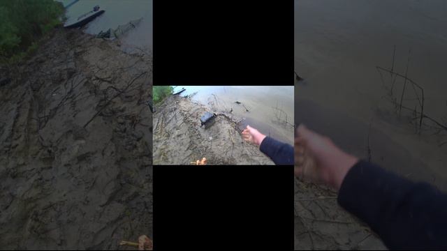 Клюнул, чуть смык с руки не вырвало#shorts