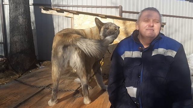 Мишаня, моя собака- бабака.