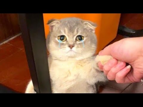 ПРИКОЛЫ ЗВЕРЕЙ СМЕШНЫЕ КОШКИ  СМЕШНЫЕ КОТЯТА КОШКИ КОТИКИ