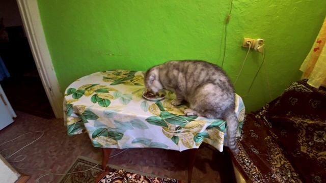 Кот просит, чтобы его покормили. #кот #кошки