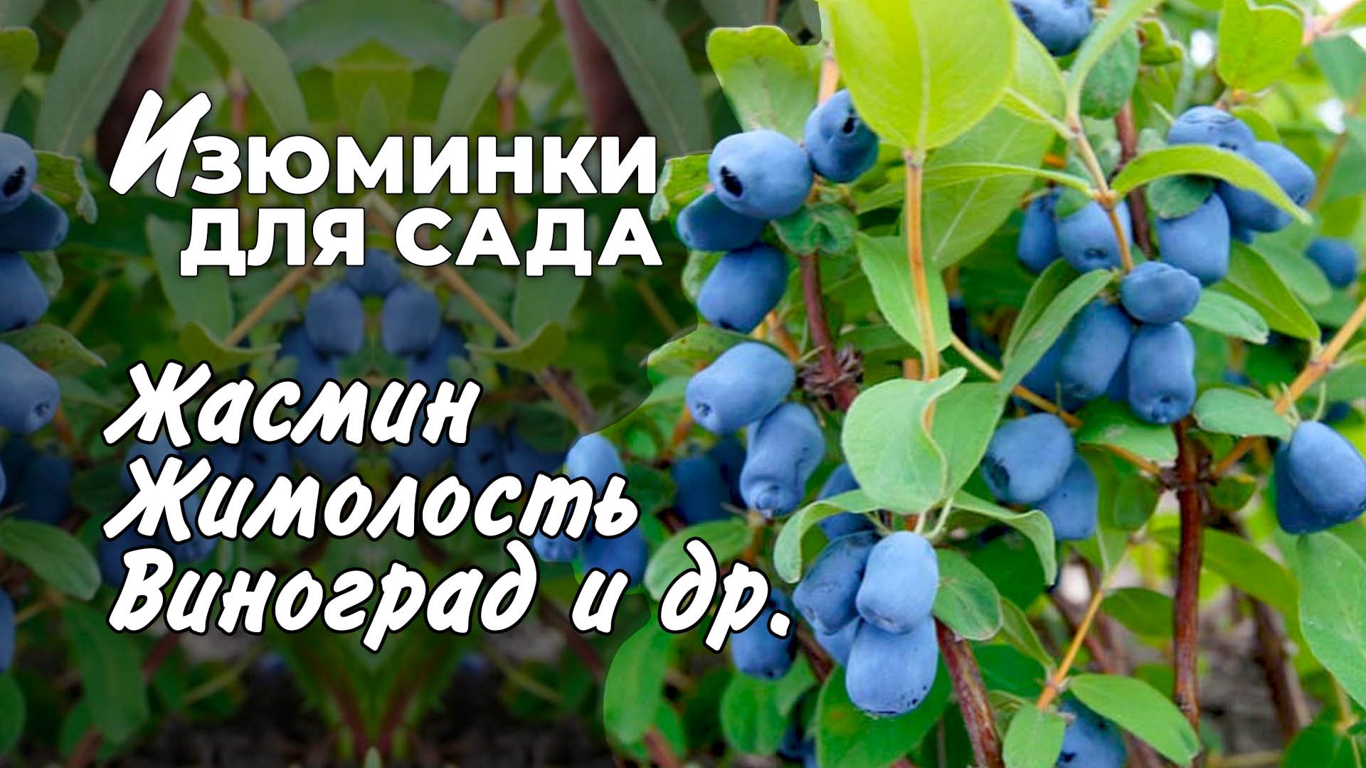Что посадить на даче в 2022 году? Жимолость, жасмин, виноград и розы