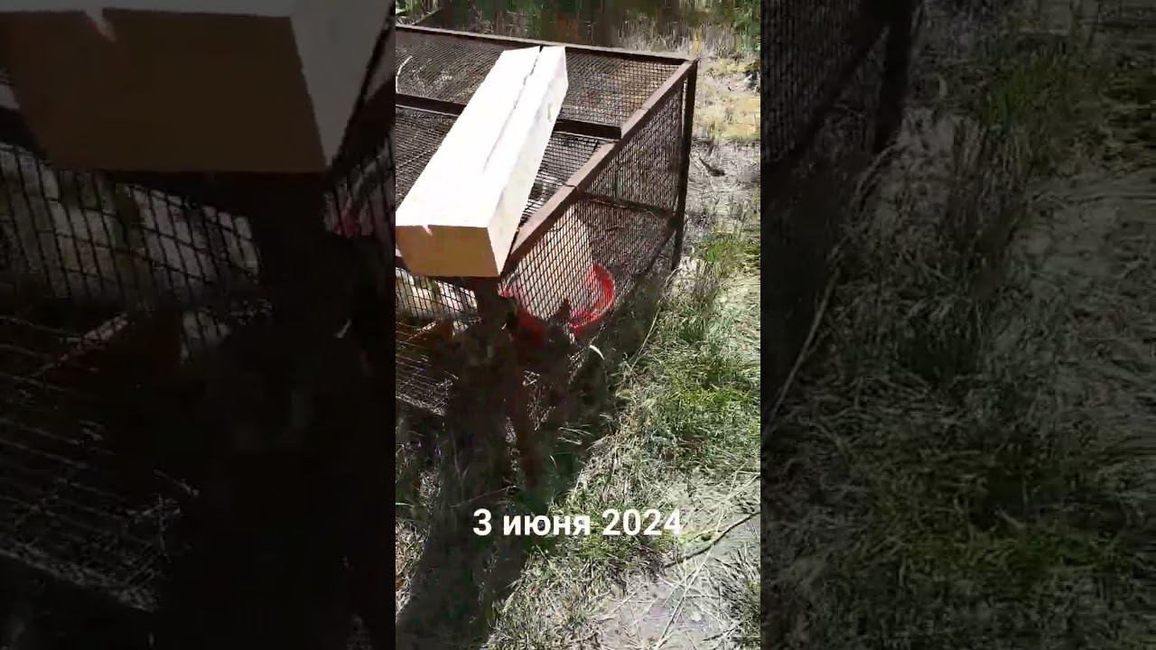 Наши цыплята, гусята, индюшата