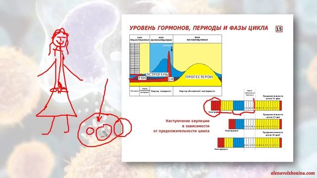 СимптоТермальный Метод Распознавания Плодности (СТМРП, СТ-метод) - Урок5, Часть2.