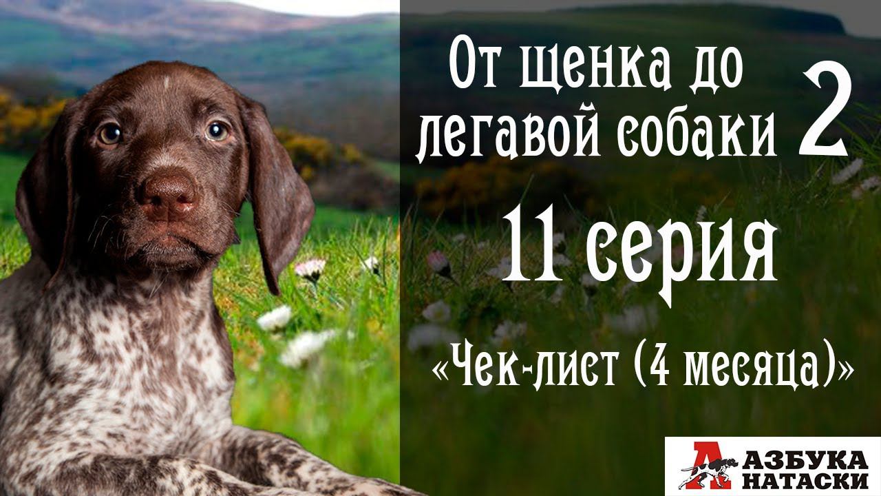 Щенок курцхаара 4 месяца - "Чек-лист навыков и умений" (От щенка до легавой собаки - 2)