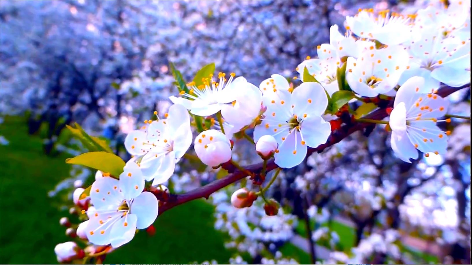 "ПЕРЕД ИЗБУШКОЙ" (сл. Анатолия Брагина и Раисы Криницкой, муз. Анатолия Пережогина) дуэт "Благодать"