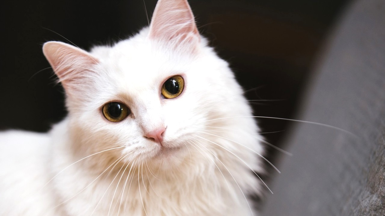 Беременная девушка ехала к врачу и встретила беременную кошку, попавшую в беду - она решила, что это