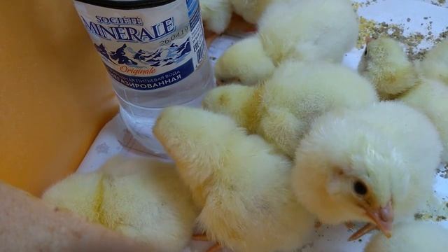 Вылупление первых цыплят в моём самодельном инкубаторе.first Chicks in my makeshift incubator.mp4