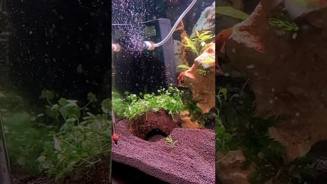 Наш аквариум, добавили зелени 🌿