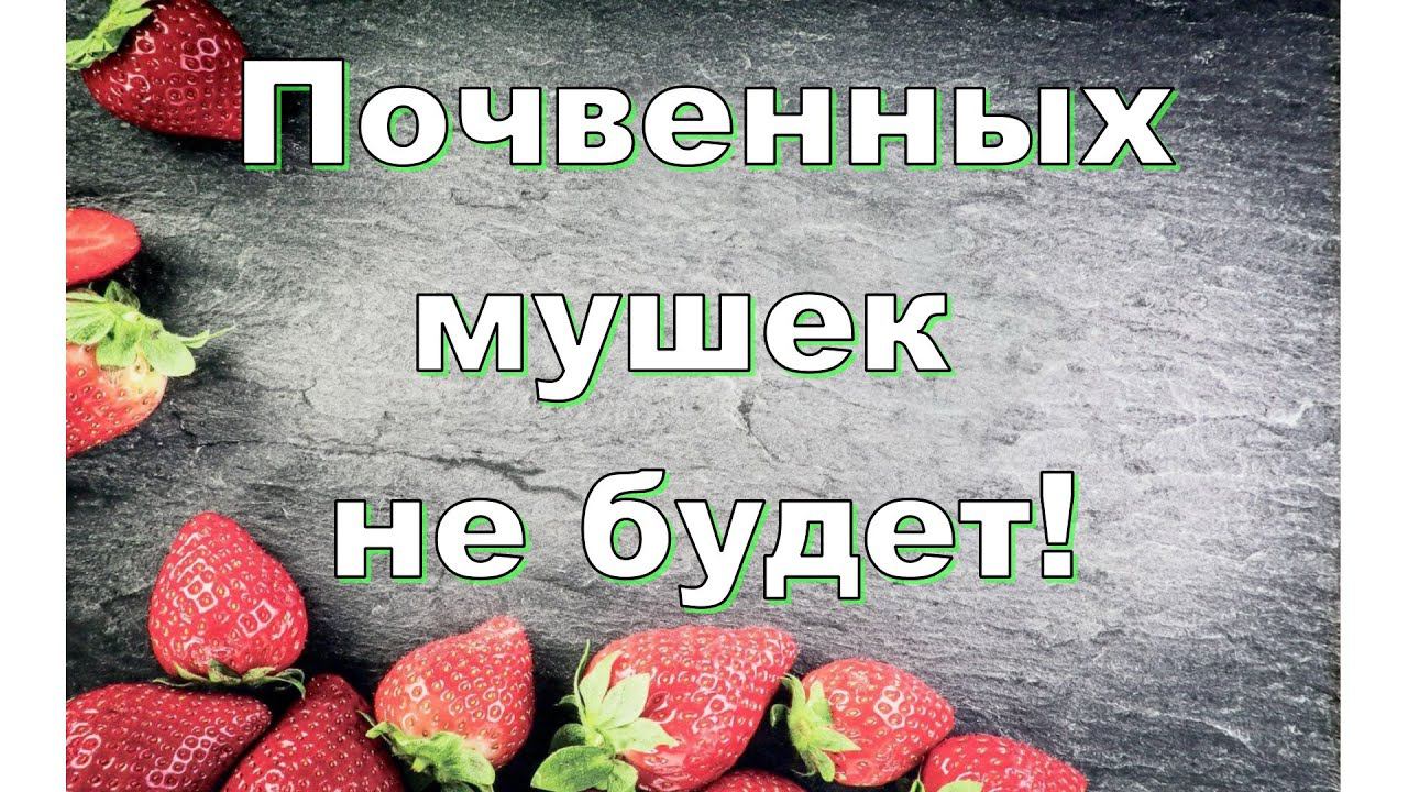ПОЧВЕННЫХ МУШЕК НЕ БУДЕТ! ПРИЧИНЫ, ПРОФИЛАКТИКА, МЕТОДЫ БОРЬБЫ