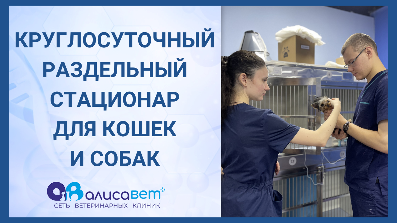 Стационар для кошек и собак