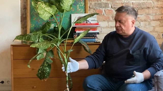 Растение, которое оклеветали!