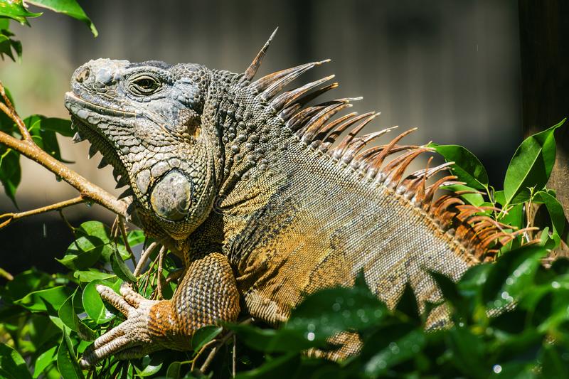 Игуана ИМПРОВИЗАЦИЯ фортепиано композитор Виктор Анохин #rock #viktorjazz #instrumentalmusic #музыка