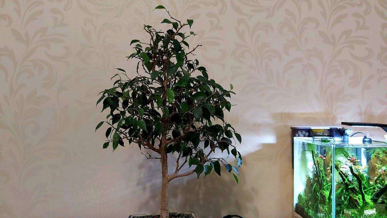 Бонсай фикус Бенджамина. Стрижка, формирование.