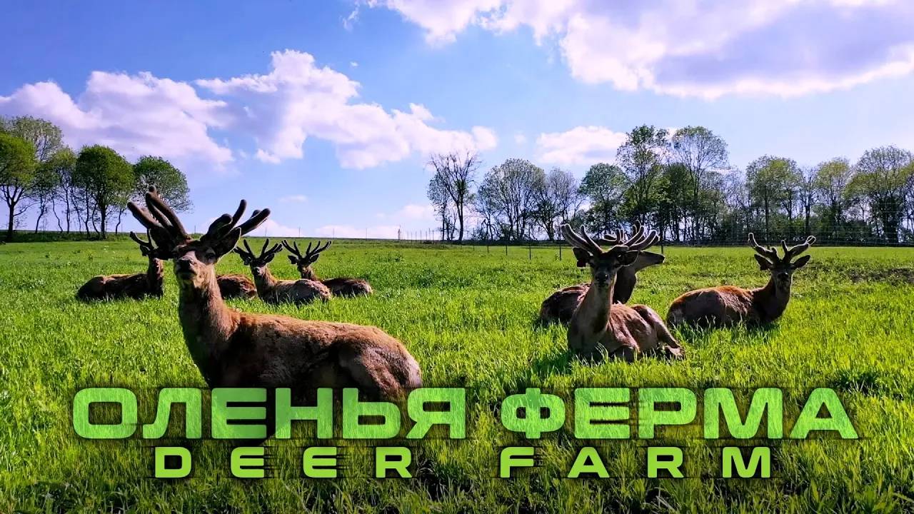 Первая оленья ферма на Ставрополье. с. Крымгиреевское